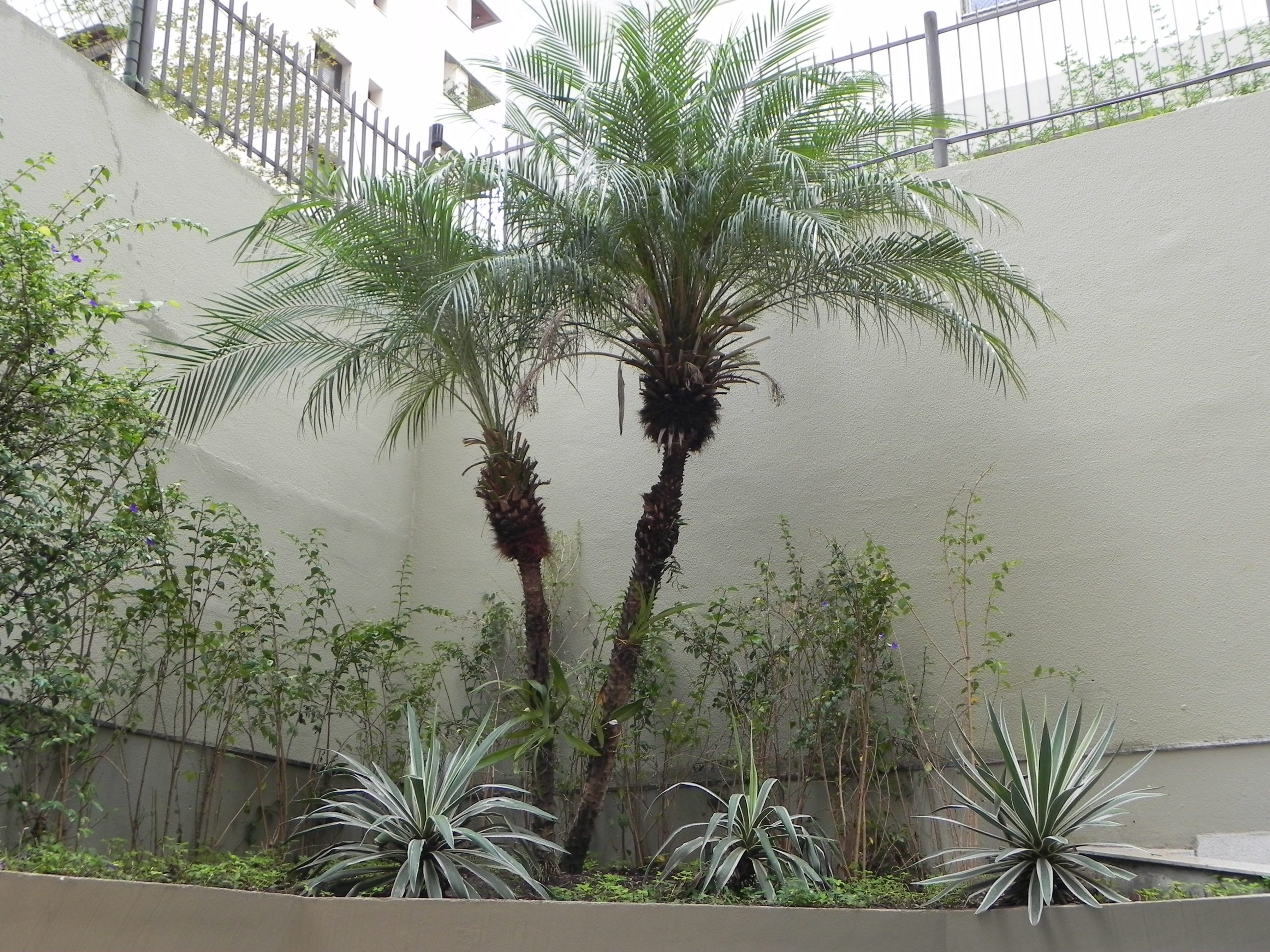 Recuperação de jardim em condomínio - Denyse Martins - PAPO DE PAISAGISTA