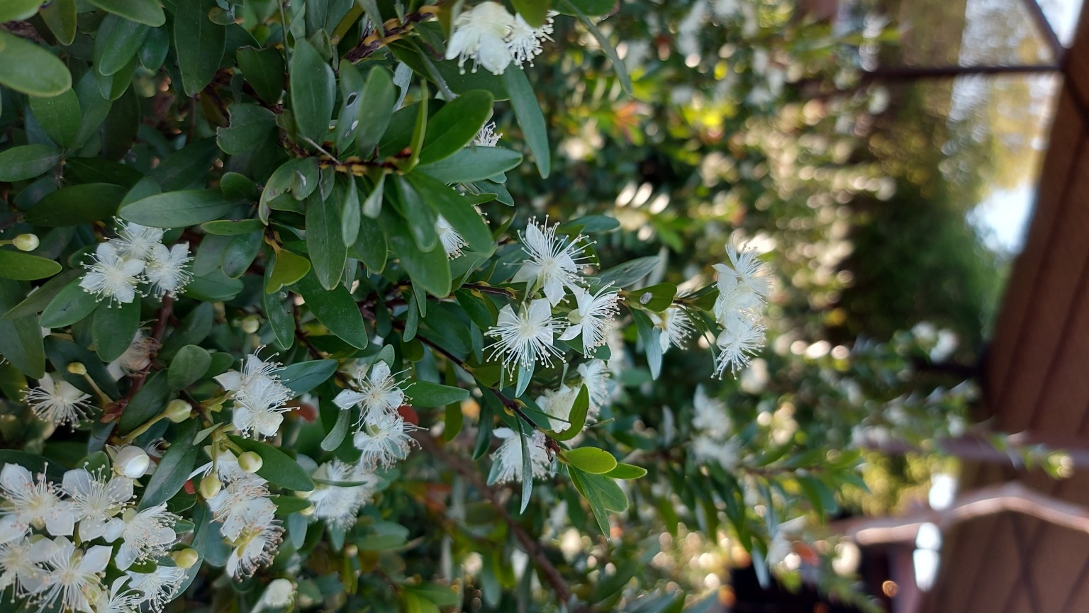 Plantas da moda e o impacto no paisagismo - PAPO DE PAISAGISTA