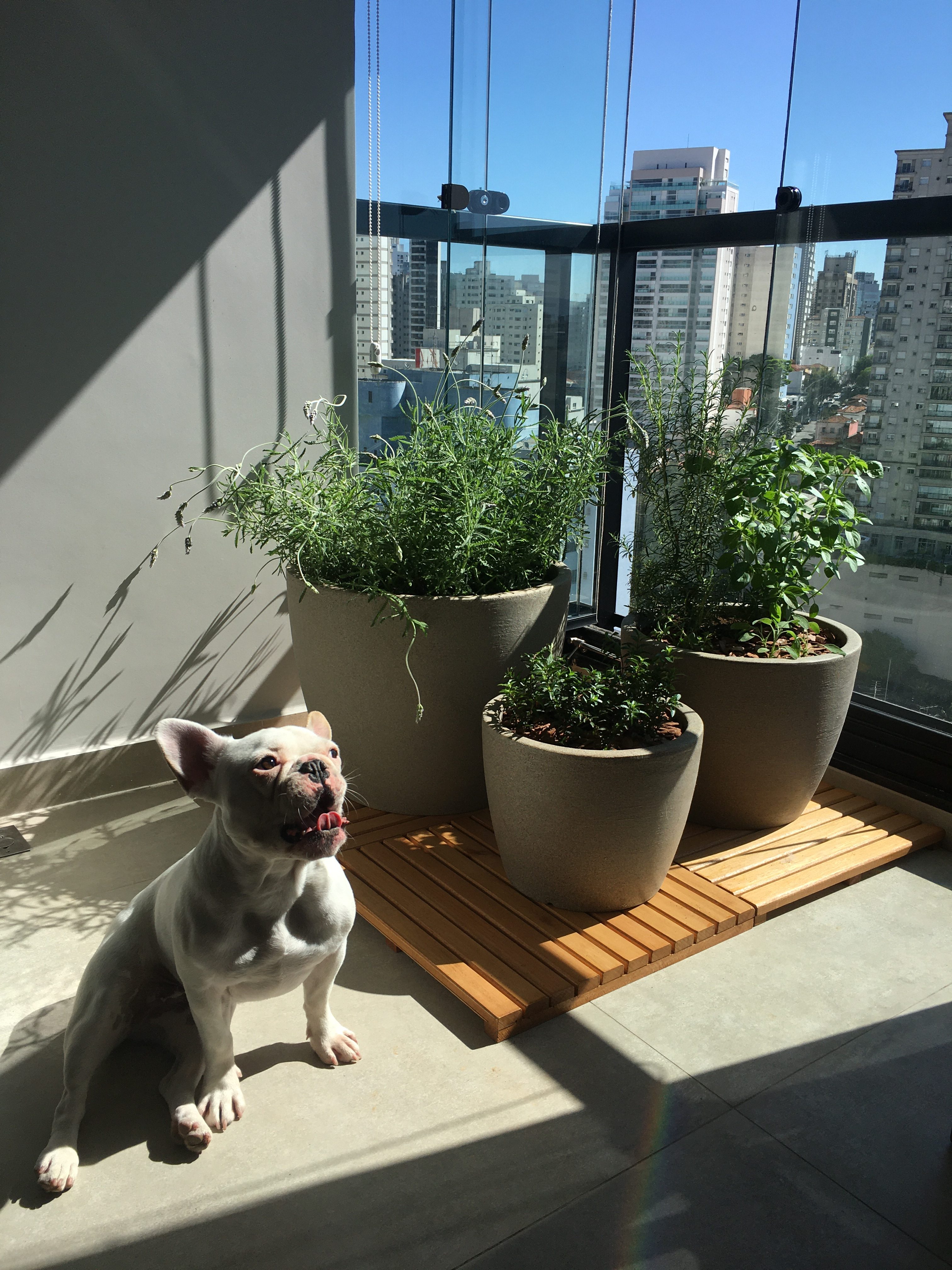Cantinho Verde (Sao Paulo / SP) - Michele Teston - PAPO DE PAISAGISTA