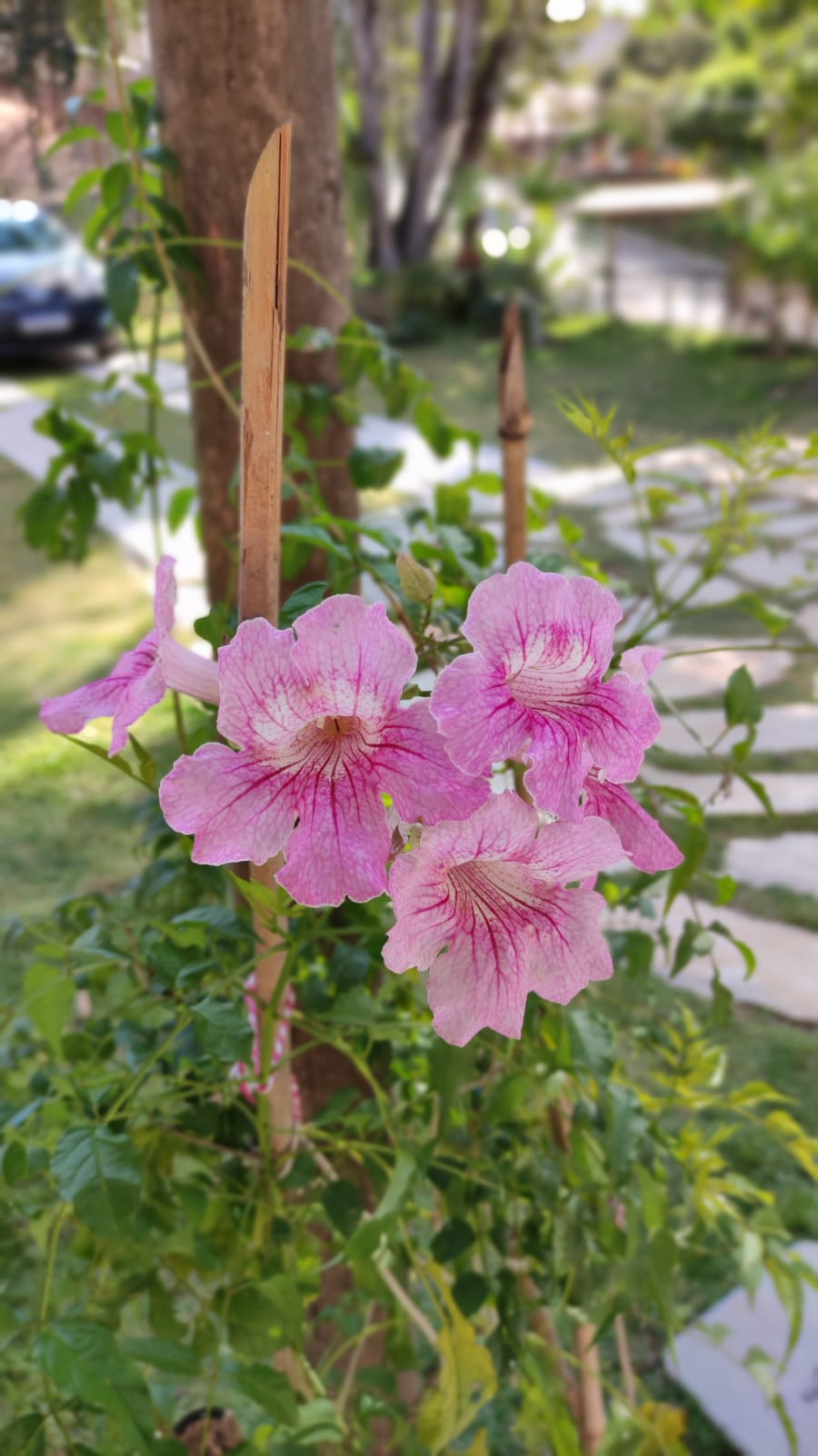 Jardim Ravenala (Ribeirão das Neves - Condomínio Vale do Ouro - MG ...